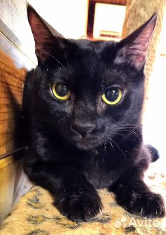 Бенгальская пантера