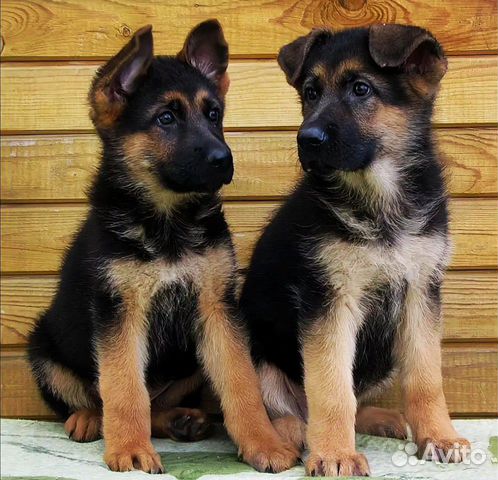 Первоклассные щенки немецкой овчарки