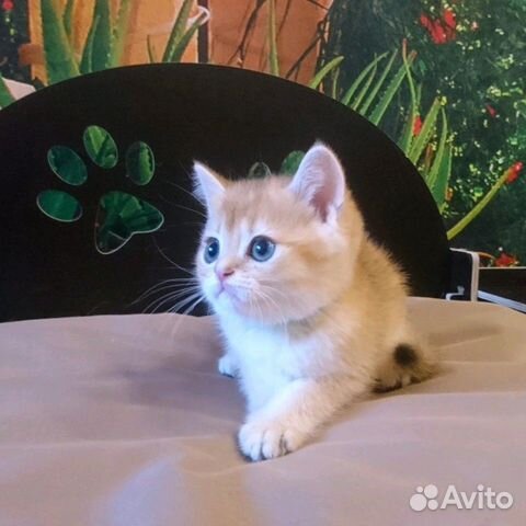 Мальчик золотая шиншилла bri ny11