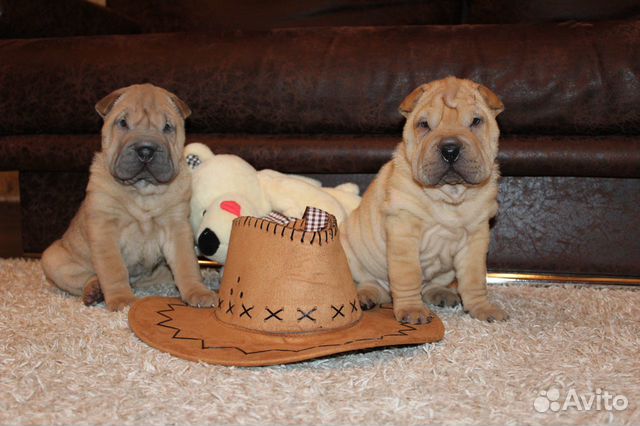 Шар-Пей - складчатое чудо