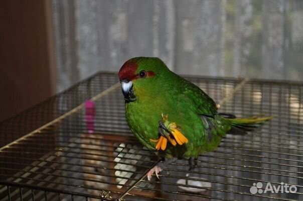 Попугай какарики добрые ласковые
