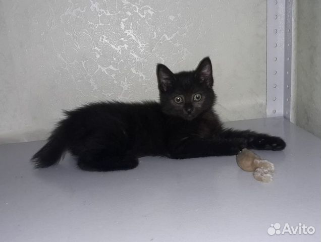 Черный котенок бобтейл 2,5мес. мальчик