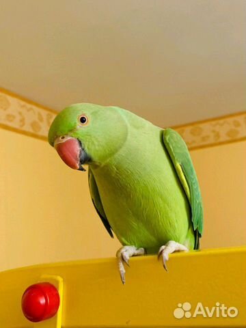 Ожереловый попугай