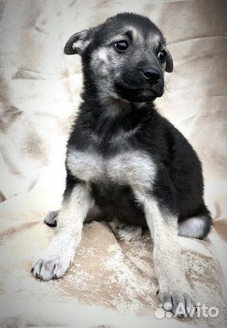 Щенок Зара. Счастье в вашем доме