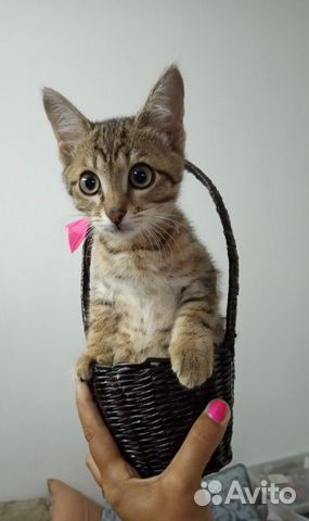 Котенок в добрые руки