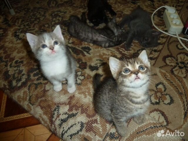 Шотландские прямоухие котята