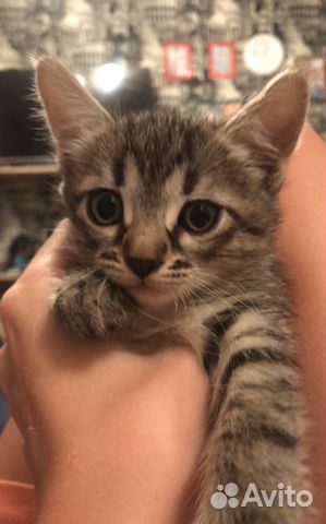 Котёнок Проша