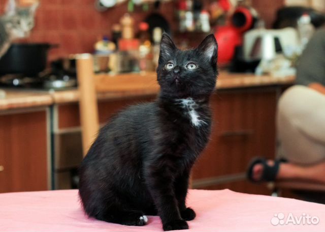 Котенок Гарик