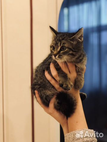 Котёнок тигрового окраса