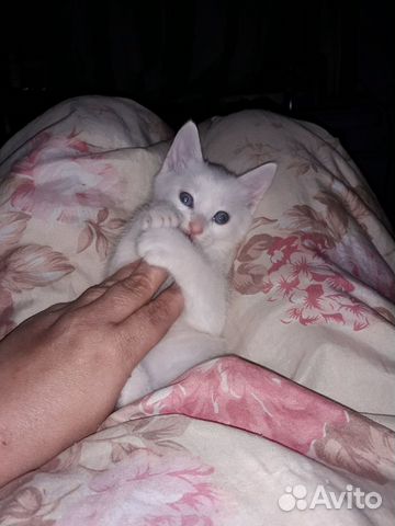 Котенок 3 мес мальчик в добрые руки