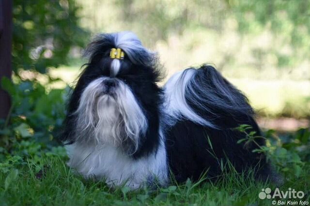 Кобель для вязки