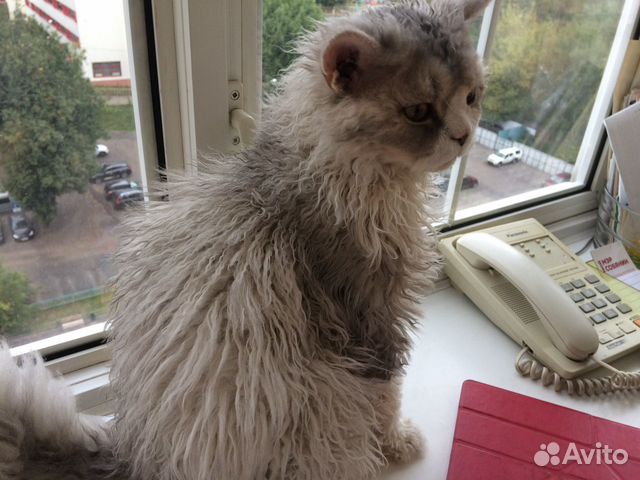 Котик в овечьей шубке