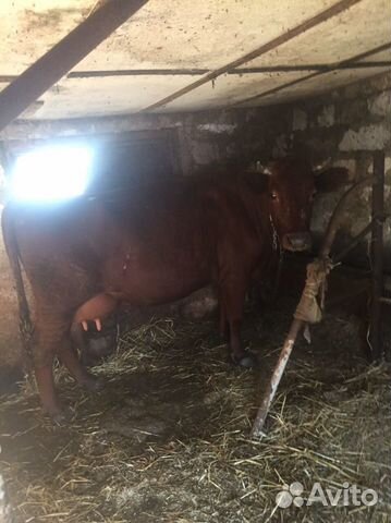 Продам корову