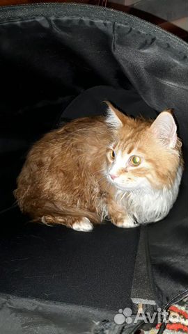 Кошка майкун