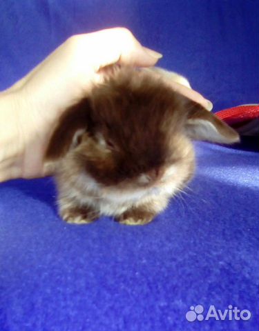 Мини - мини. В добрые руки