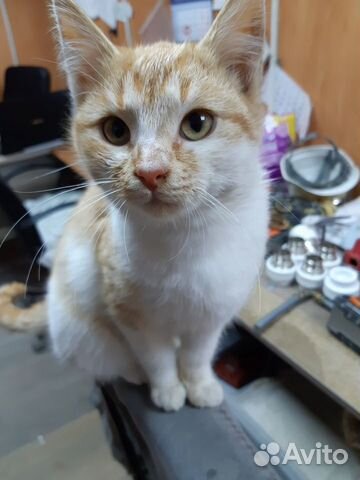 Персиковое чудо. 5 мес