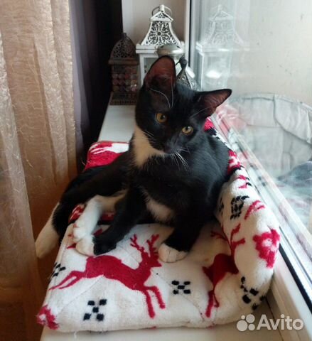 Котенок в маске Бэтмена, 3 месяца, крупный