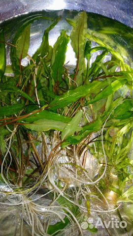 Криптокорина, ротала, валлиснерия спиральная, крев