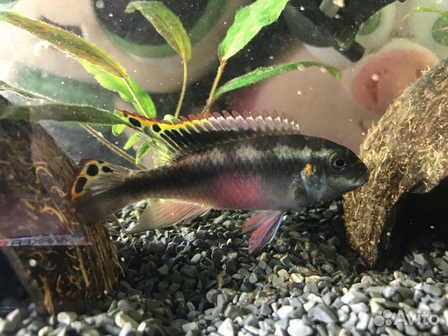 Пельвикахромис (попугайчик)