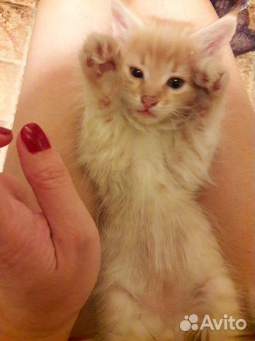 Котенок от норвежской кошки