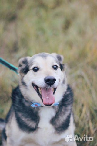 Добряк Рони в добрые руки