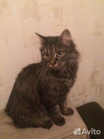 Кошка Липа