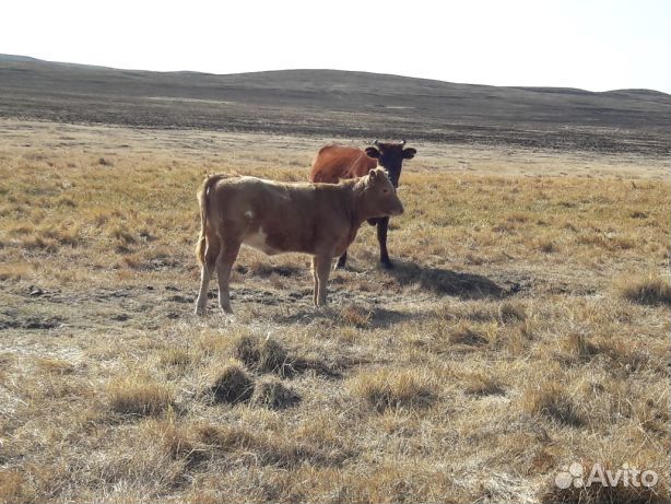 Тёлочки подсосные