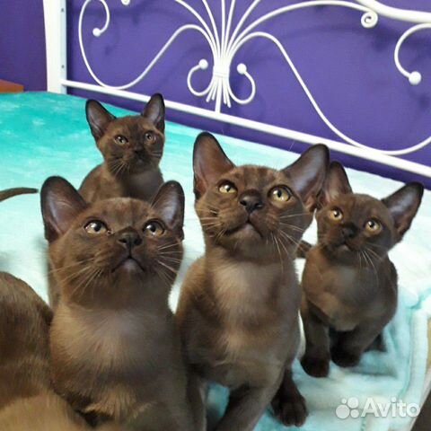 Бурманские котята