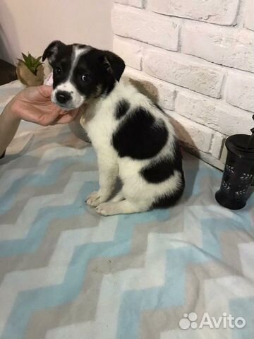 Мега крутая девчуля- щенок Ряба, 3 мес