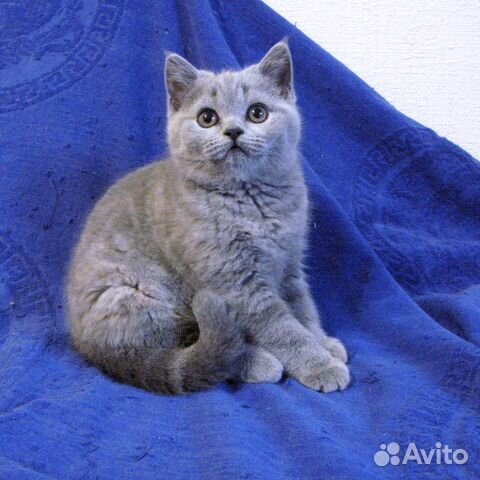 Котята Британцы