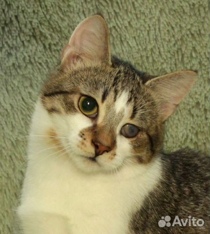 Котенок Вжик, 4,5 мес