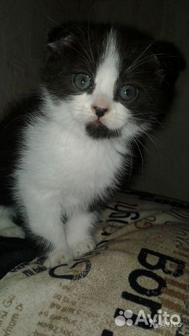 Шотландский котенок