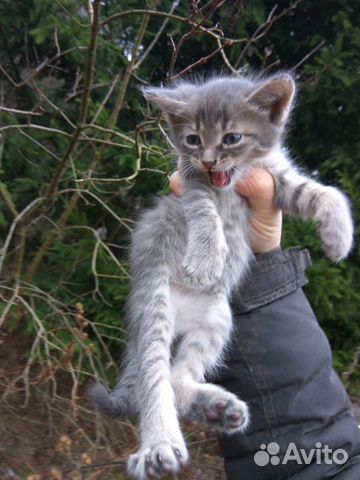 Отдадим замечательных котят