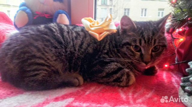 Кошечка 3 мес. Новогодную сказку впустите в дом