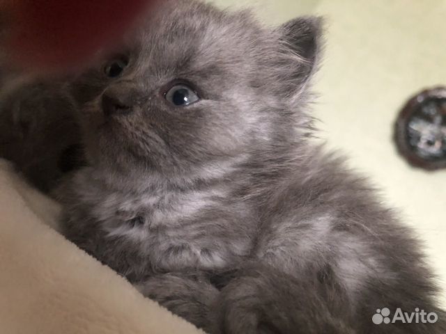 Милые пушистые котятки