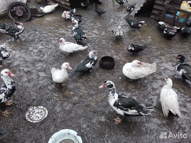 Индоутки.Утки продам