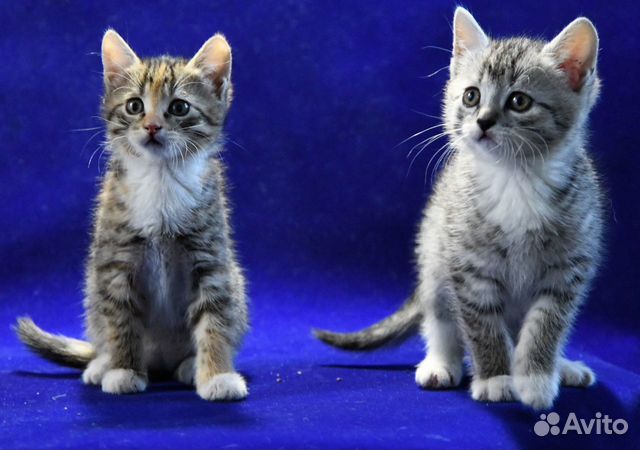 Котята-метисы шотландца (2 месяца)