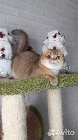 Британская молодая кошка