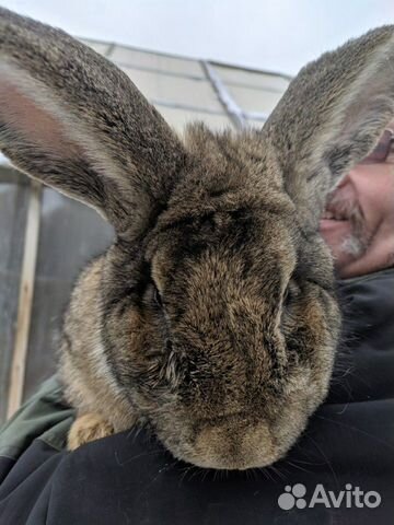 Продам кролов породы бельгийский великан