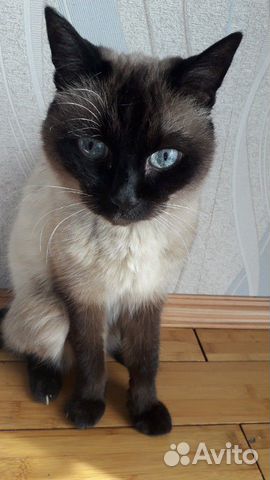 Сиамская кошка Синди