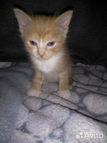 Котенок 1мес