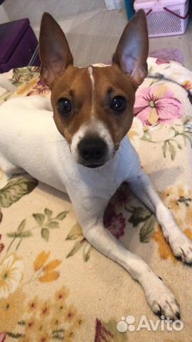 Кобель американский тойфокс вязка