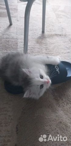 Очаровательный котёнок от персидско-сибирской кошк