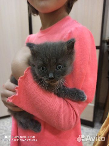Котята нибелунг