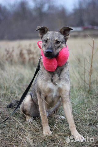 Отдам молодого пёсика в добрые руки