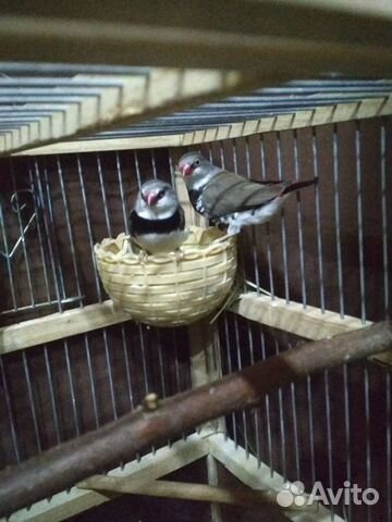 Бриллиантовые амадины