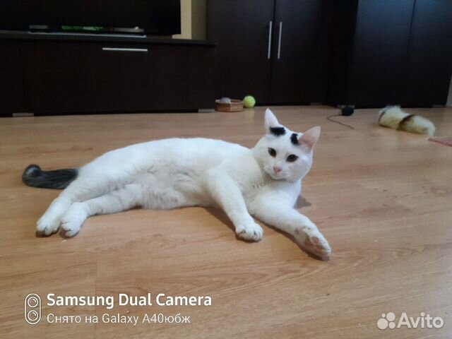 Белоснежный Боня в дар