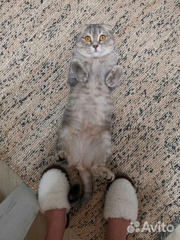 Отдадим кота в добрые руки (шотландский вислоухий)