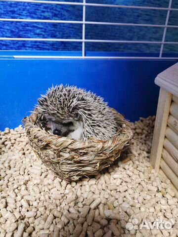 Еж африканский