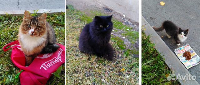 Котят ищут возможности встретить Новый Год в доме